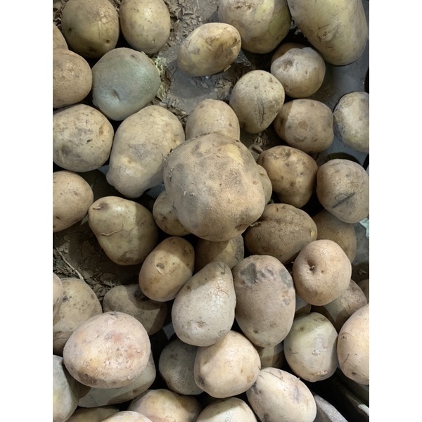 Jual KENTANG / Kentang Dieng 500 gr / Kentang kuning super 500gr ...