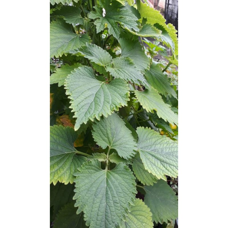 Jual Benih Biji Daun Macho Matcho / Tanaman Hias Macau | Shopee Indonesia