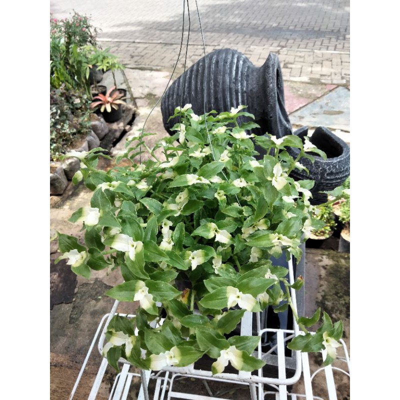 Jual Tanaman hias bunga gantung kuping monyet variegata | Shopee Indonesia