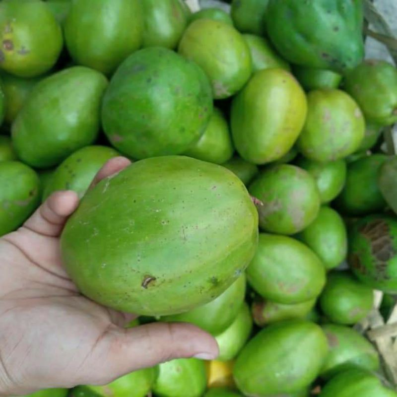 Jual Buah Kedondong/dondong 1 kg | Shopee Indonesia