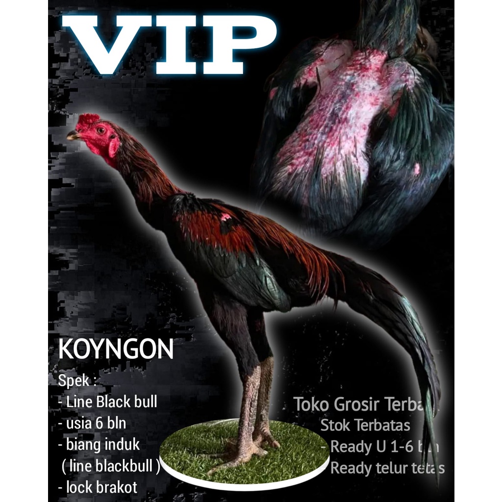 Jual Ayam bangkok asli original koyngon F1 super speed | Shopee Indonesia