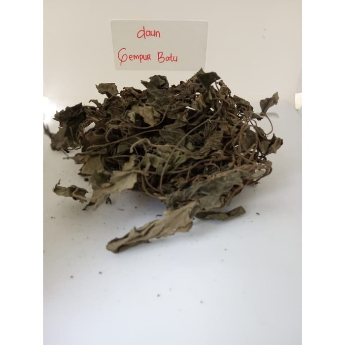 Jual Daun Gempur Batu Kering / Ruellia Napifera 500 gram | Shopee Indonesia