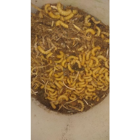 Jual ulat uter atau ulat kayu 20 ekor +bonus 5 ekor | Shopee Indonesia