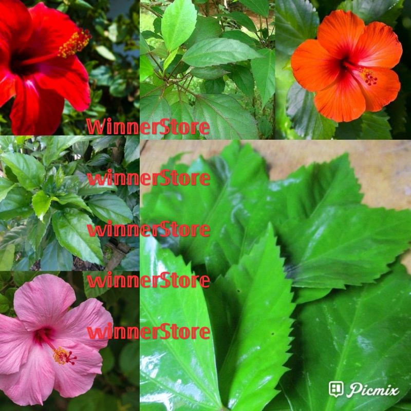 Jual Daun Bunga Sepatu Herbal Segar (50 Lembar) | Shopee Indonesia