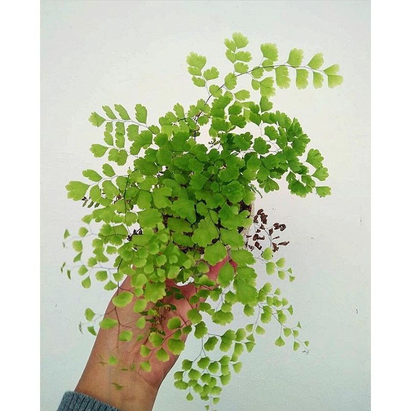 Jual tanaman hias suplir/tanaman pot bunga suplir murah | Shopee Indonesia