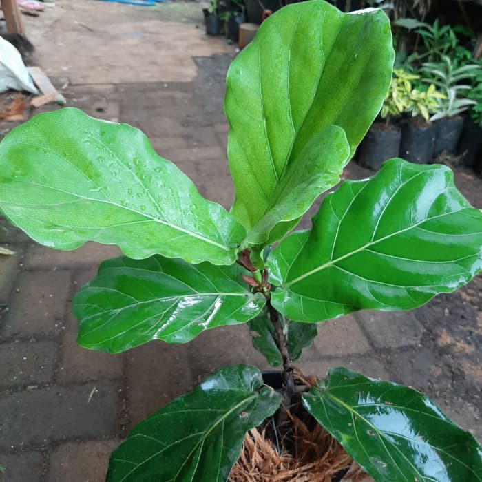 Jual FICUS LYRATA-tanaman ketapang biola cantik | Shopee Indonesia