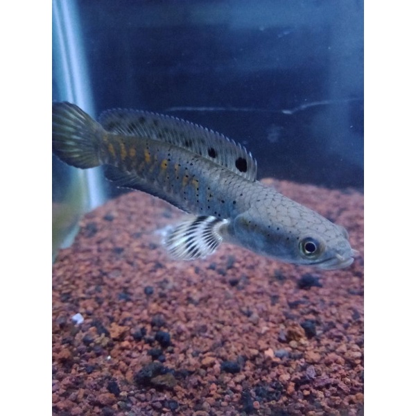 Jual Blue Pulchra ajib | Shopee Indonesia