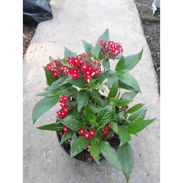 Jual tanaman hias bunga pentas / bunga pentas merah | Shopee Indonesia