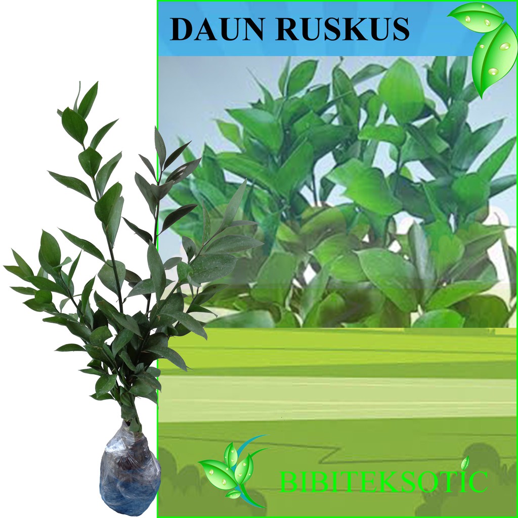Jual Tanaman Daun Ruskus | Shopee Indonesia