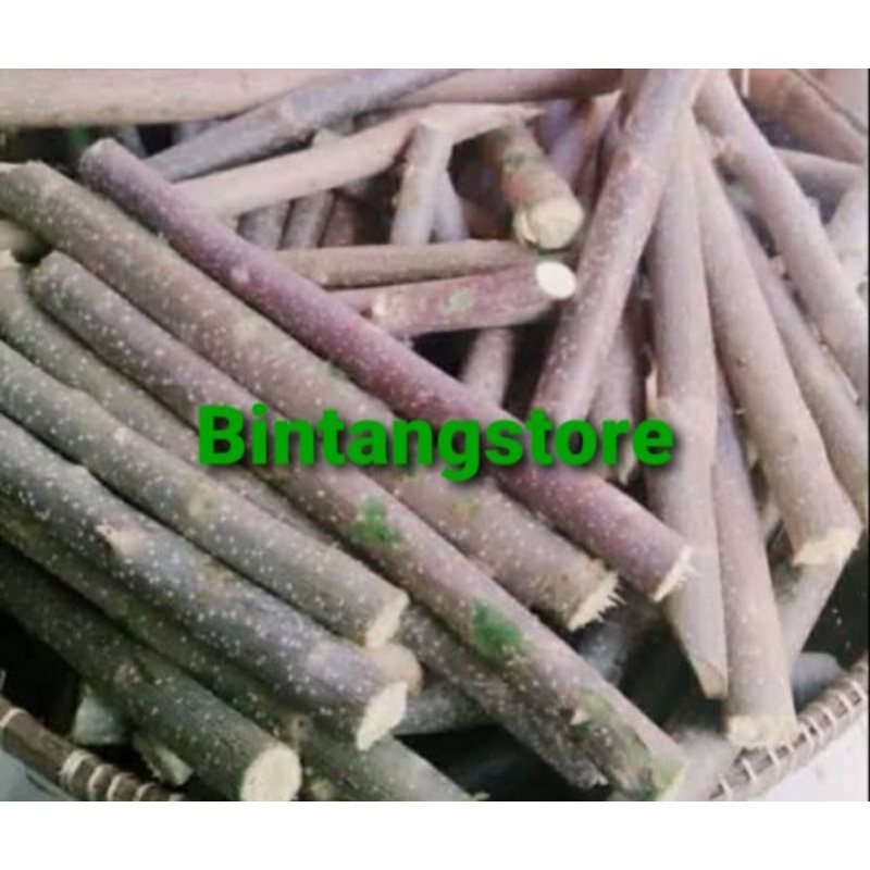 Jual Bibit stek pohon gamal super 1 kg | Shopee Indonesia