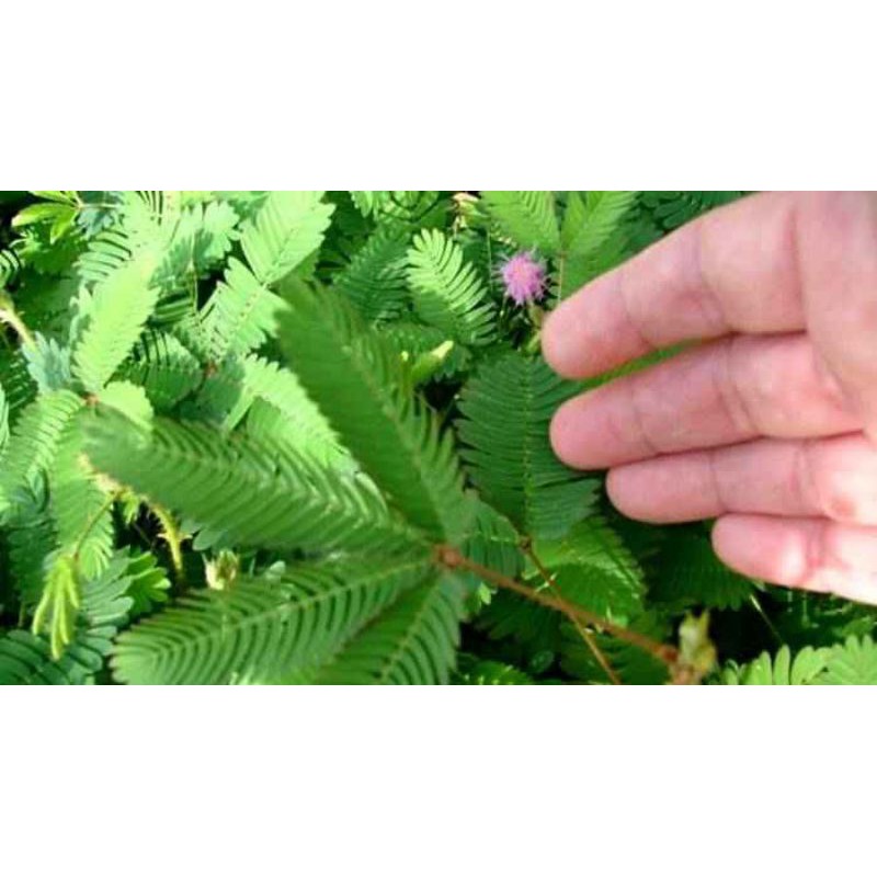 Jual DAUN HERBAL PUTRI MALU 100GRAM | Shopee Indonesia