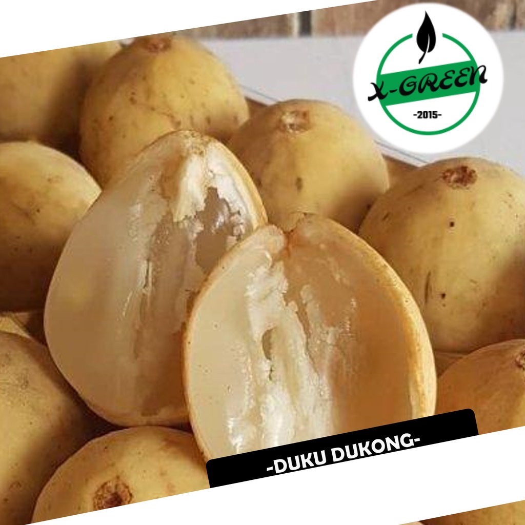 Jual Pohon Dukong Duku Malaysia Duku Tanpa Biji X Green Shopee Indonesia