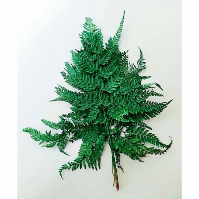 Jual Daun Pakis Plastik Kering Besar Dried Flower Background Backdrop ...
