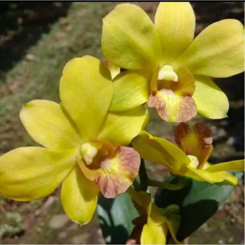 Jual Anggrek Dendrobium Anucha Flare x Anching Lubag Dewasa | Shopee ...