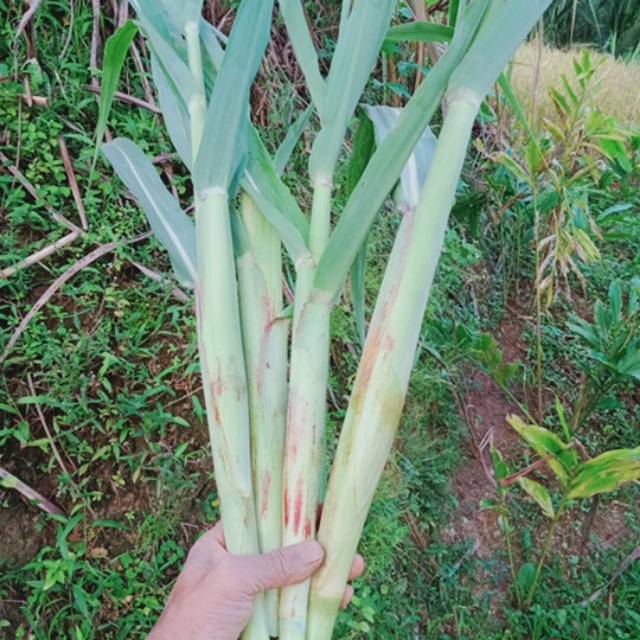 Jual Trubuk,trubus,telor tebu,endok tiwu(1kg) | Shopee Indonesia