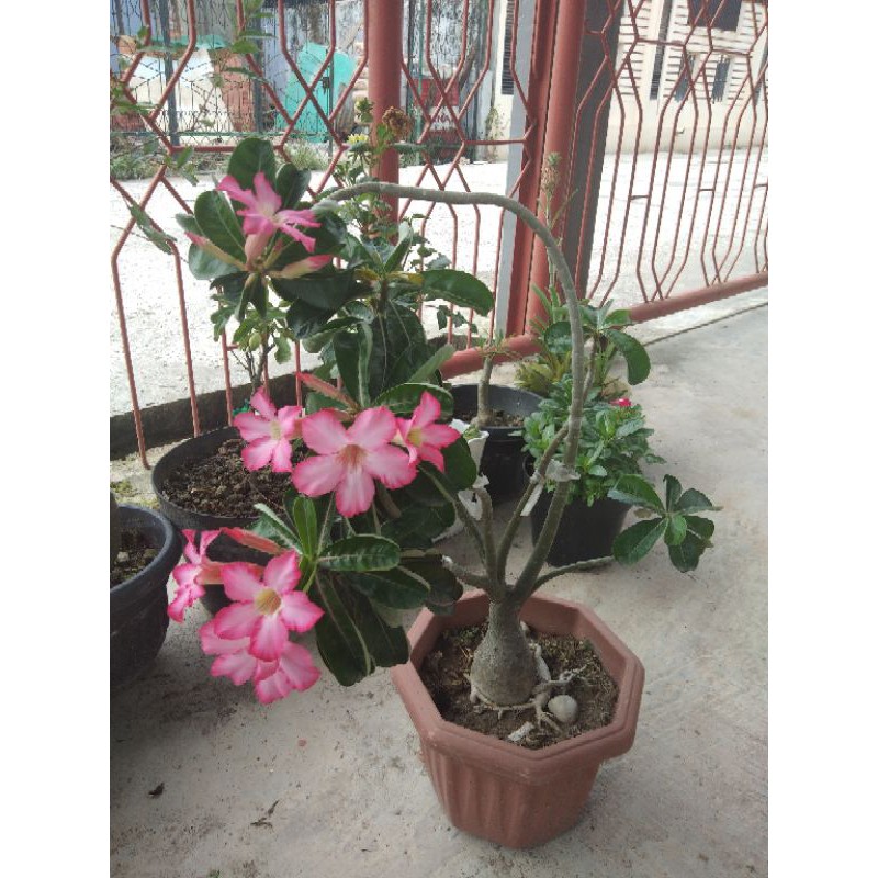 Jual Biji Bunga Adenium Pink | Shopee Indonesia