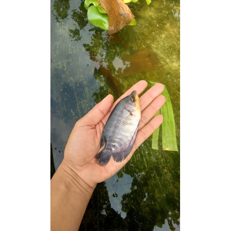 Jual BIBIT/BENIH IKAN GURAME SOANG/GURAME HITAM/GURSO (GARANSI KEMATIAN ...