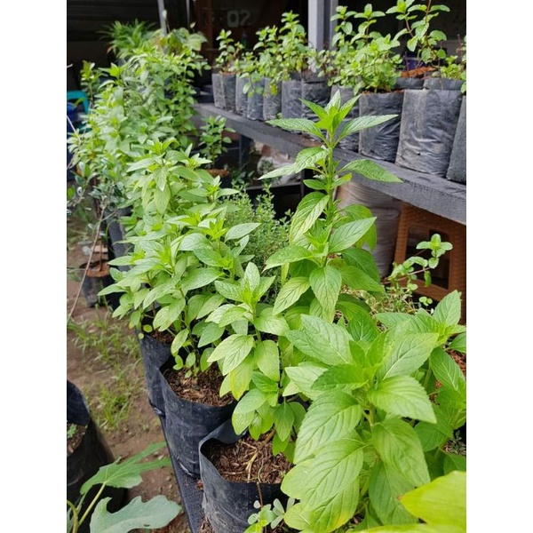 Jual BIBIT TANAMAN MINT PAPERMINT | Shopee Indonesia