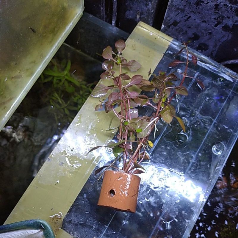 Jual Tanaman Pot Aquascape Sp Red Daun Mini Shopee Indonesia
