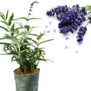 Jual bibit bunga lavender Harga Terbaik & Termurah Agustus 2024 ...