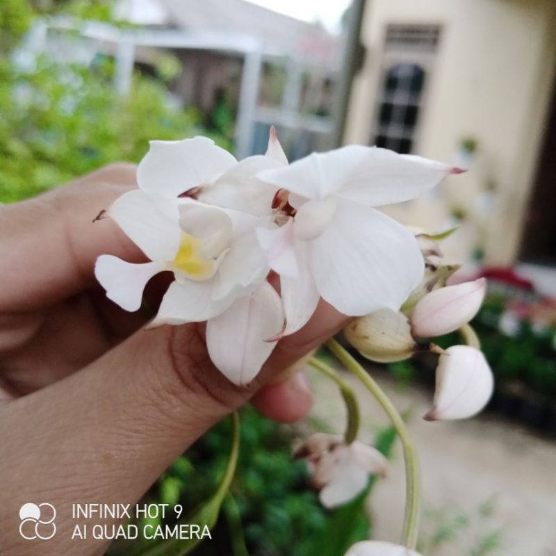 Jual Anggrek tanah bunga putih | Shopee Indonesia