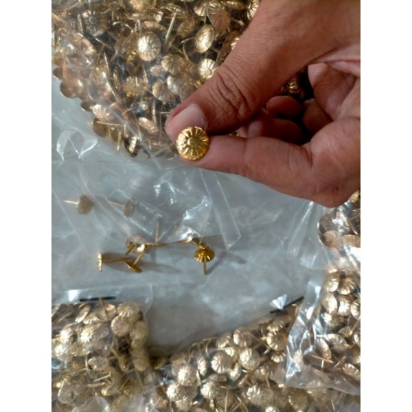 Jual paku pines emas / paku pines kuning | Shopee Indonesia