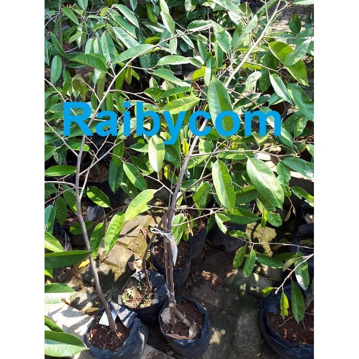Jual Durian Duri Hitam Asal Bibit TRUBUS Jamin Asli Pohon Ochee Black Thorn | Shopee Indonesia