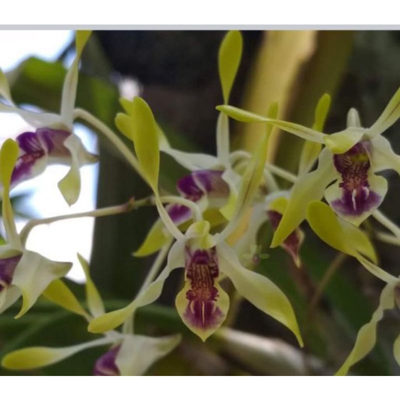 Jual Dendrobium Bali Apple | Shopee Indonesia