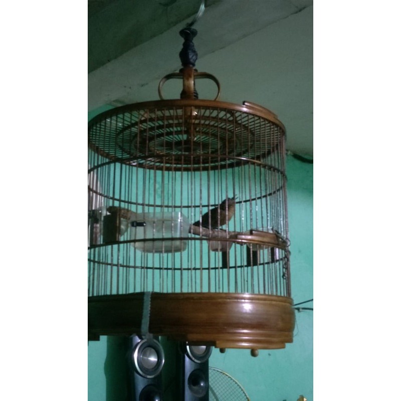 Jual Burung Wambi Mini | Shopee Indonesia