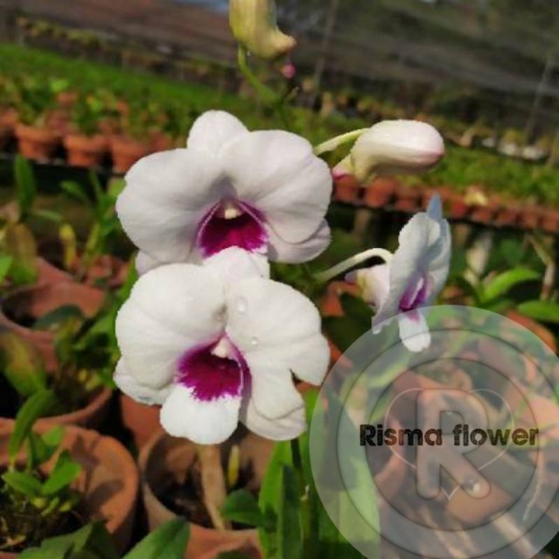 Jual ( DEWASA SUDAH SPIKE ) ANGGREK DENDROBIUM CHAOPRAYA MINI SWEET ...