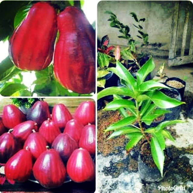 Jual Bibit jambu jamaika/dersono/bol/citra,madu delhie | Shopee Indonesia