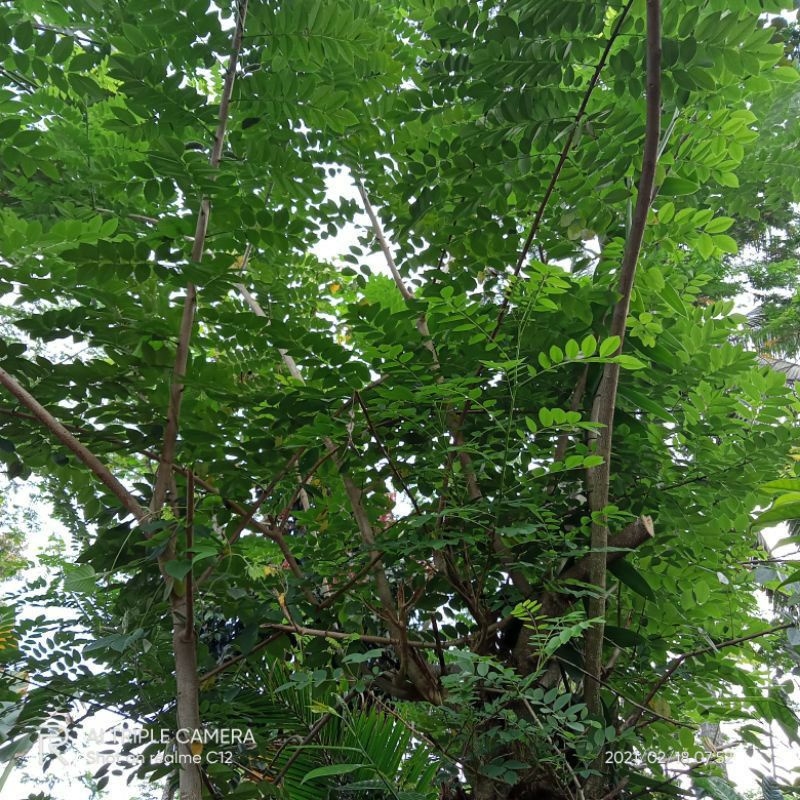 Jual Bibit stek indigofera / gamal pakan ternak ( suffruticosa ...