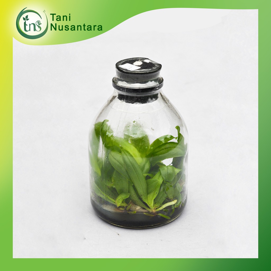 Jual Bibit Anggrek Botol Bulan/plalaenopsis Taiwan | Shopee Indonesia