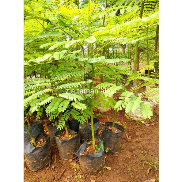 Jual Pohon hias solobium pakis brazil parahybia | Shopee Indonesia