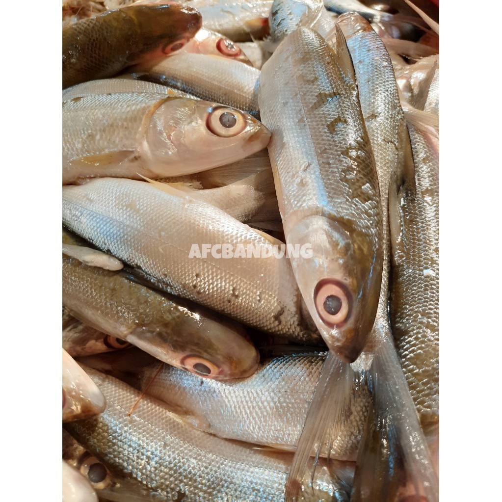 Jual IKAN BANDENG 1kg / 500gr SEGAR BANDENG LOSARI FRESH MILK FISH 1 kg ...