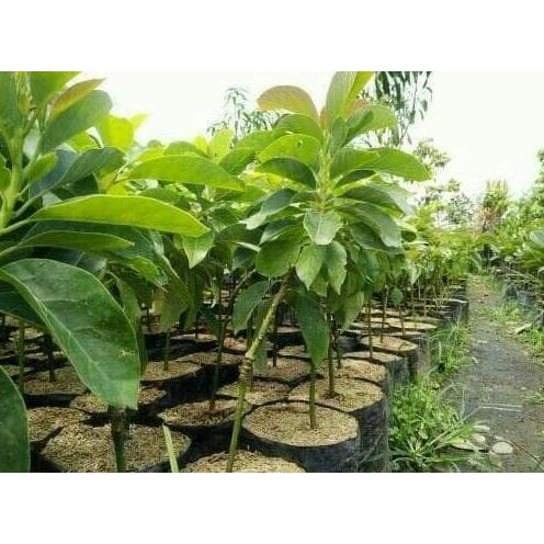 Jual PUSAT BENIH TERLENGKAP. BIBIT ALPUKAT HAWAI JUMBO SE SHOPEE ...