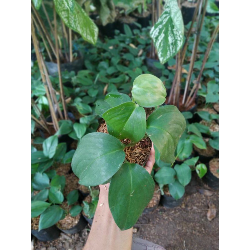 Jual Tanaman Hoya Rambat - bibit hoya tanaman langka | Shopee Indonesia