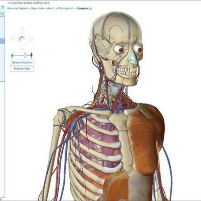 Jual Visible Body Human Anatomy Atlas V7.4 | Shopee Indonesia