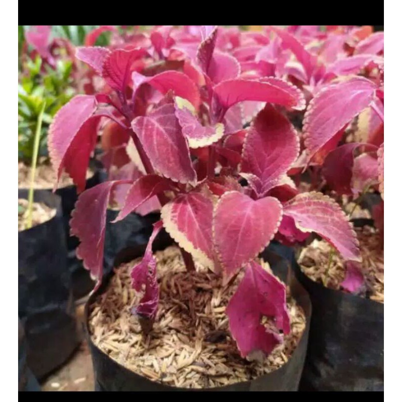 Jual Miana Merah/Pohon Niyana Tanaman Hias | Shopee Indonesia