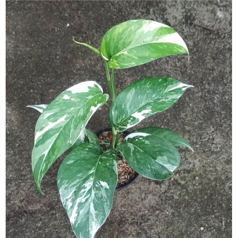 Jual Epipremnum Varigata / Ekornaga Varigata / Tanaman hias | Shopee ... Jual Epipremnum Varigata / Ekornaga Varigata / Tanaman hias | Shopee ...