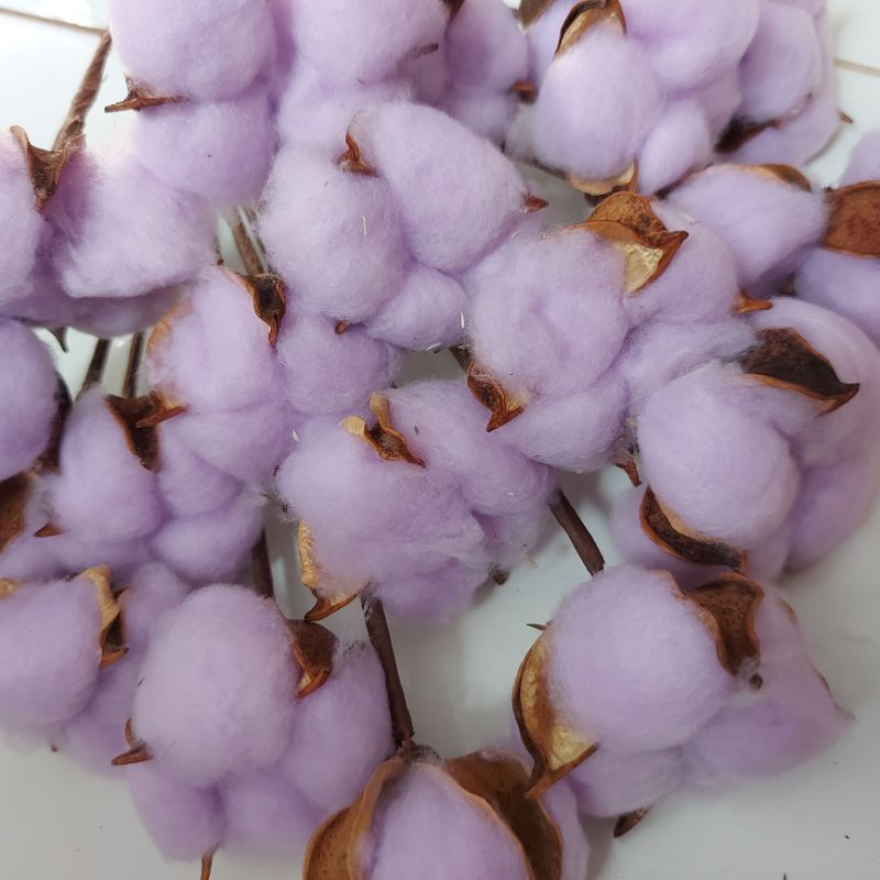 Jual BUNGA KAPAS PER TANGKAI / KUNTUM COTTON FLOWERS / BUNGA KAPAS ...