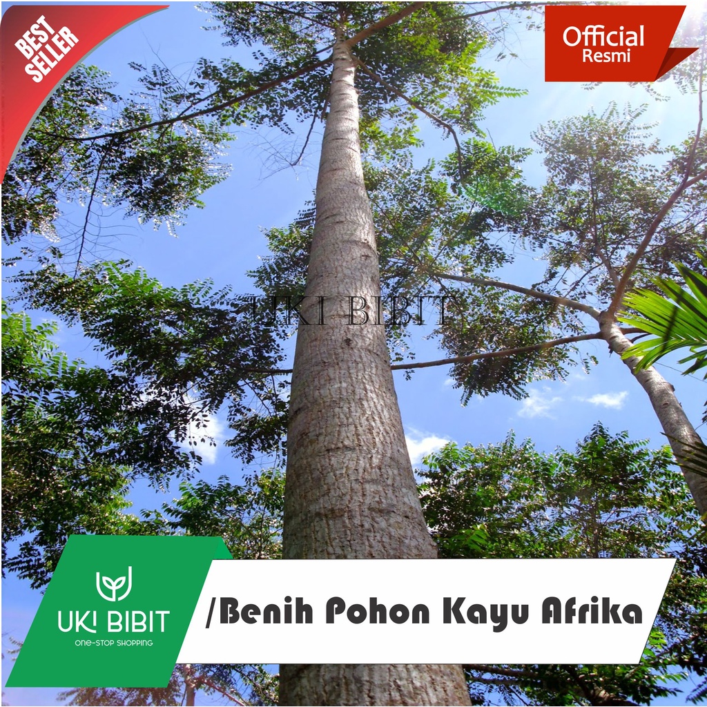 Jual ( 100 Gram ) Benih Biji Pohon Kayu Afrika | Sobsi | Shopee Indonesia
