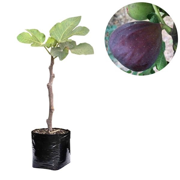 Jual Tanaman Buah Ara / Tin Black Genoa | Shopee Indonesia