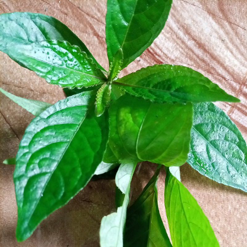 Jual Daun Keji Beling Pecah Segar 500 Gram | Shopee Indonesia