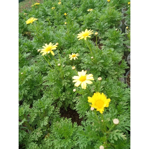 Jual Bunga Daisy Kuning: Keindahan Cerah yang Memikat | Shopee Indonesia