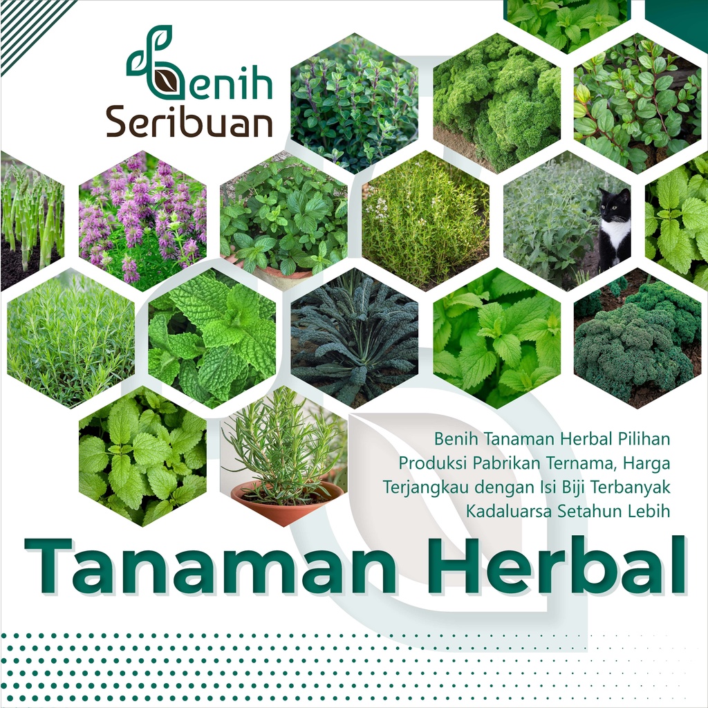 Jual STM Benih Herbal Bibit Herb Herba Daun Mint Peppermint Lavender Basil Kale Kucai Coriander ...