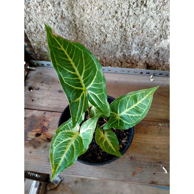 Jual Tanaman Hias Singonium Batik | Shopee Indonesia