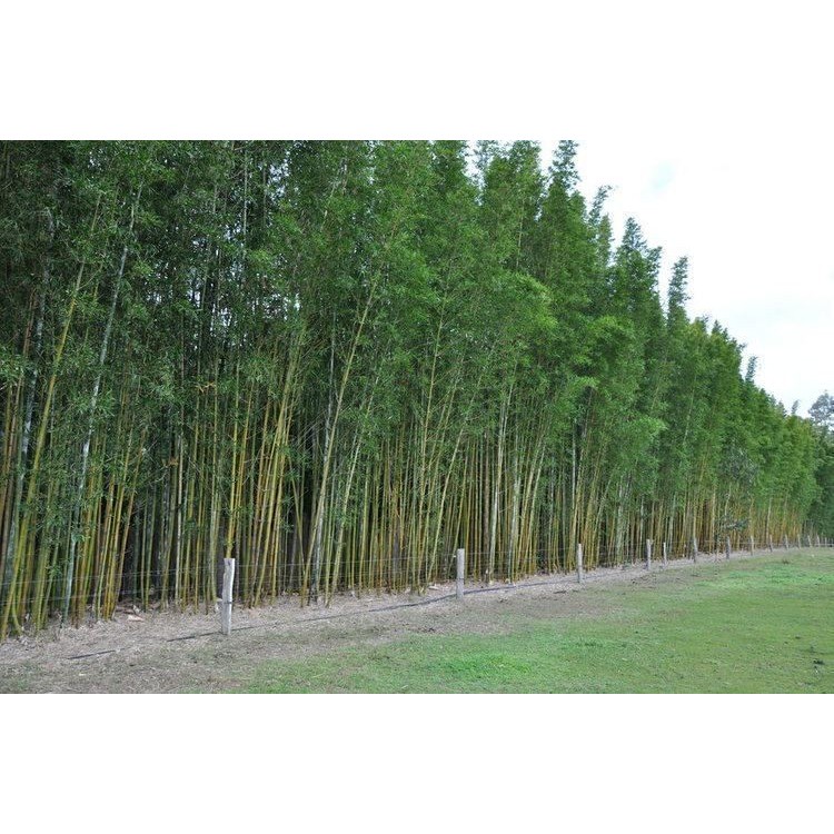 Jual Bibit bambu oldhamii / Bambusa oldhamii / bambu kultur jaringan ...