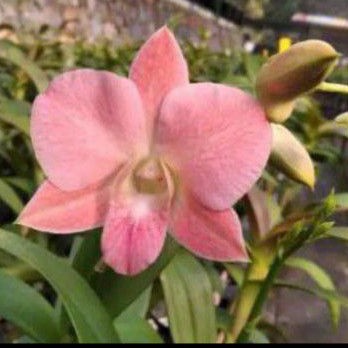 Jual ANGGREK DENDRO SRIPATUM ORANGE (20k) | Shopee Indonesia