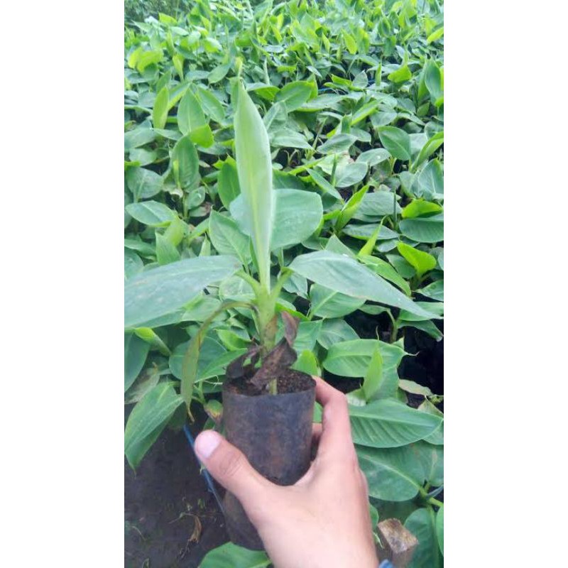 Jual BIBIT BUAH PISANG AMBON MINI /CAVENDISH MINI (SIAP BERBUAH ...